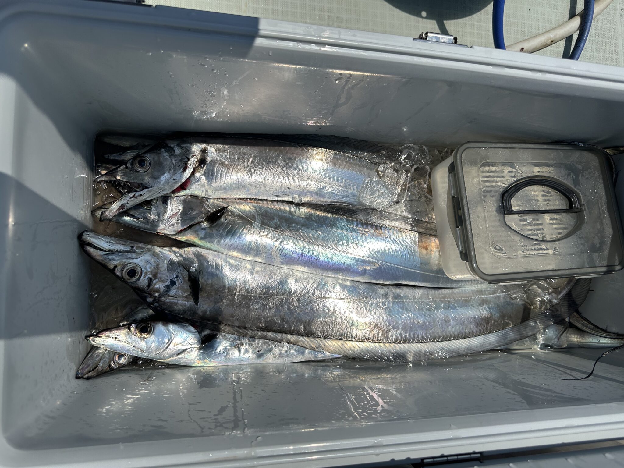 エントリーサイズには届きませんでしたがF4F5サイズも釣れツヌケが2名釣り方に差が出ますので是非チャレンジして竿頭目指して下さい | 三重県鳥羽 ジギング 漁盛丸（K'sRYOUSEI)